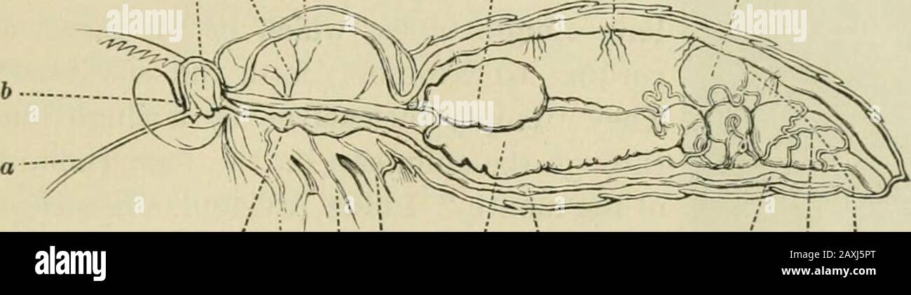 Guide to the study of insects and a treatise on those injurious and ...