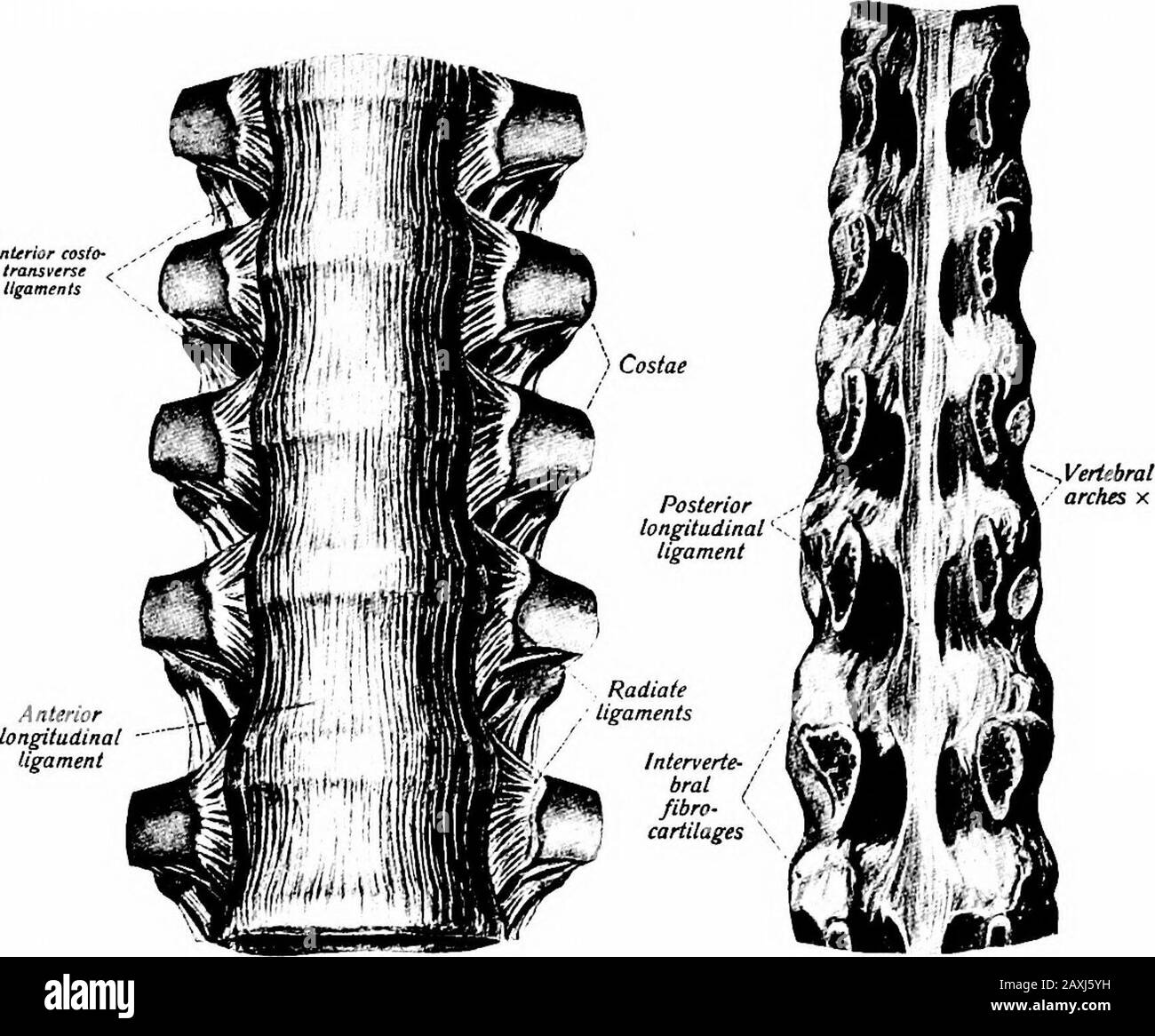 Fibrous band Black and White Stock Photos & Images - Alamy