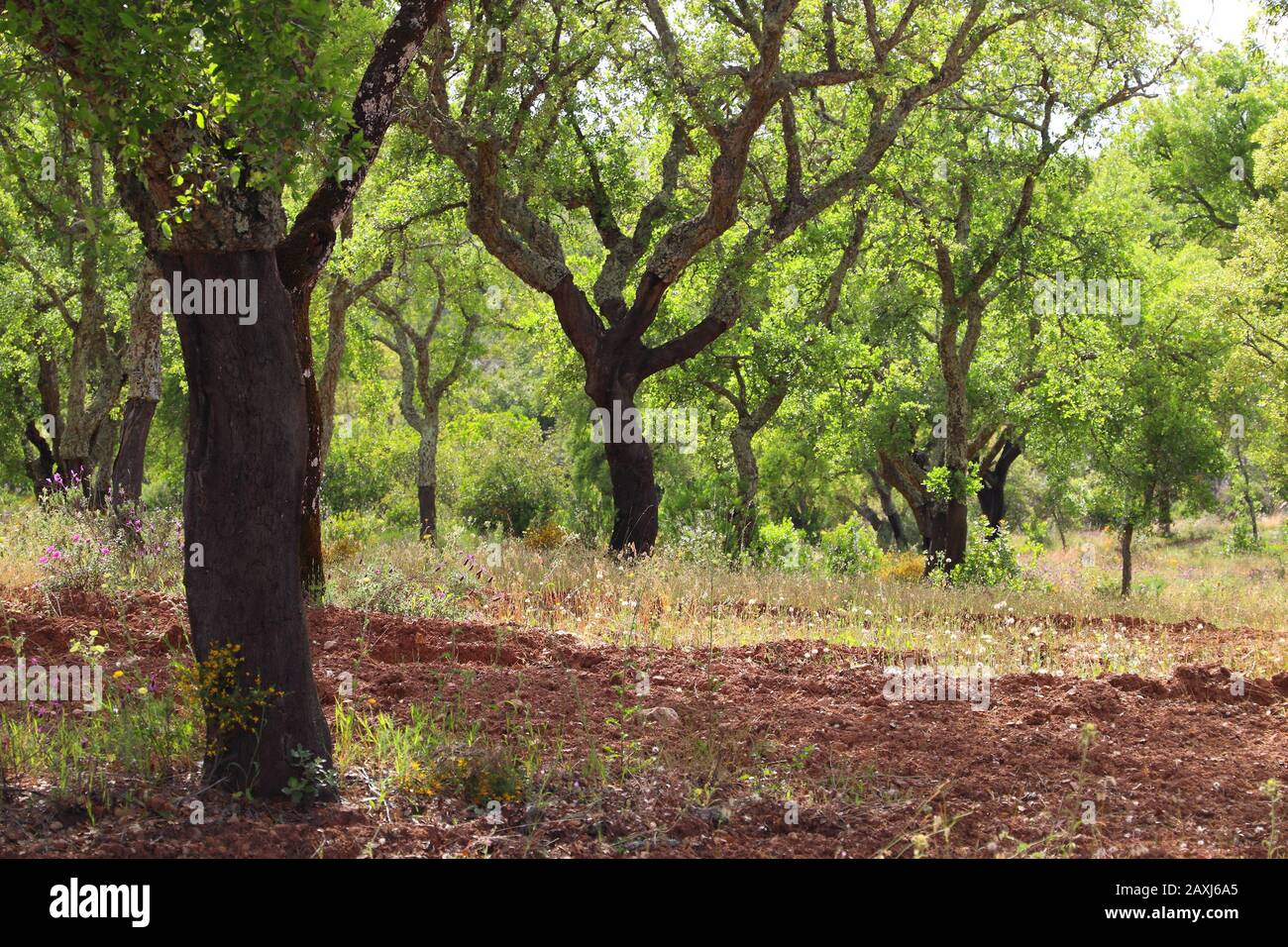 Cork oak tree plantation in Alentejo region, Portugal Stock Photo - Alamy