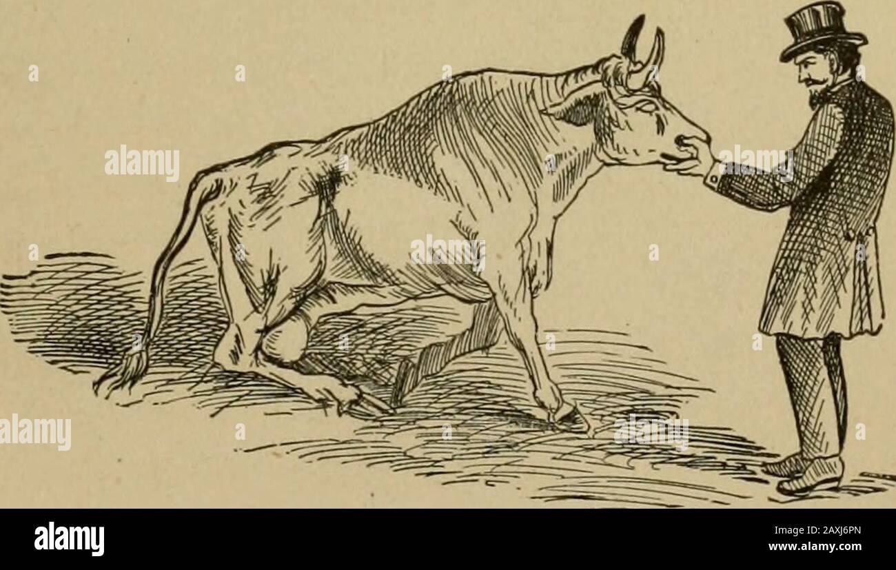 Booksubjectveterinarymedicine hi-res stock photography and images - Alamy