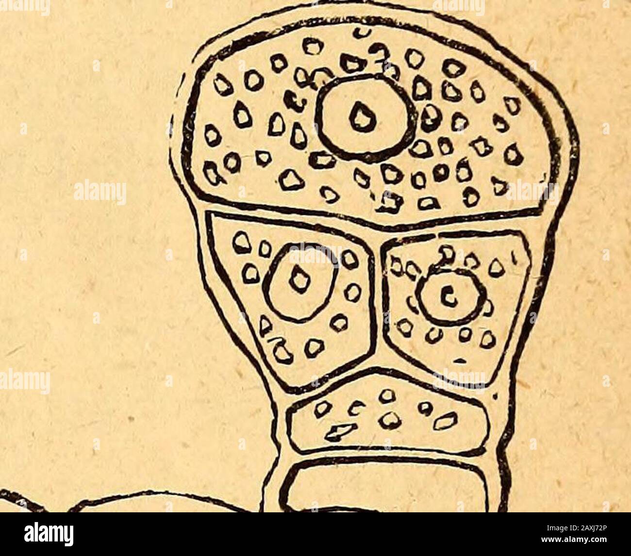 Peltate hair hi-res stock photography and images - Alamy