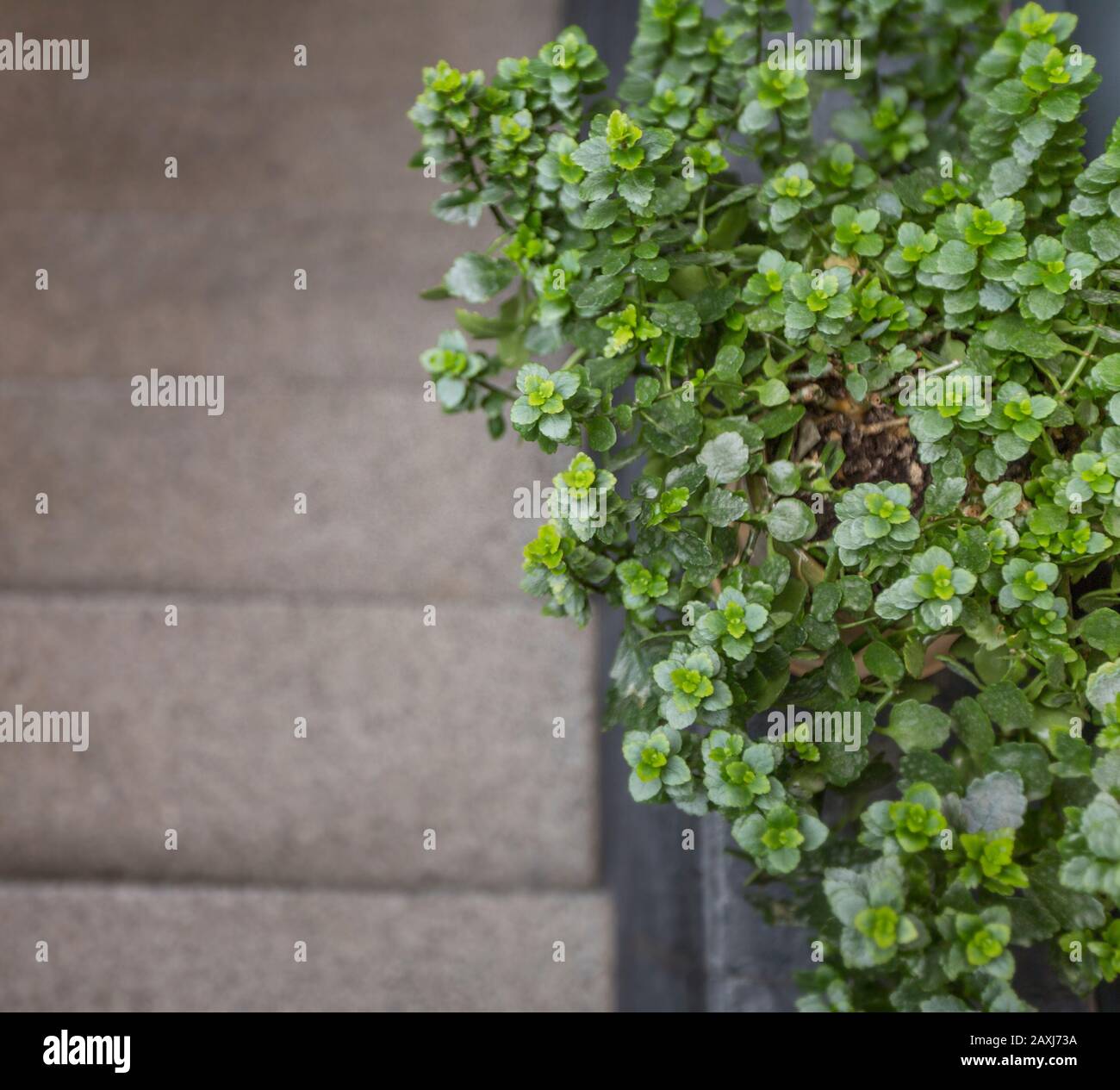 Decorative green tree branch over concrete wall, copy space Stock Photo ...