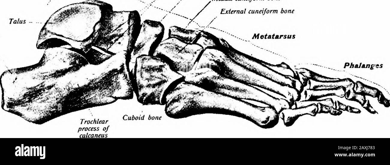 A manual of anatomy . cond lumbricale (three).First Phalanx of the ...