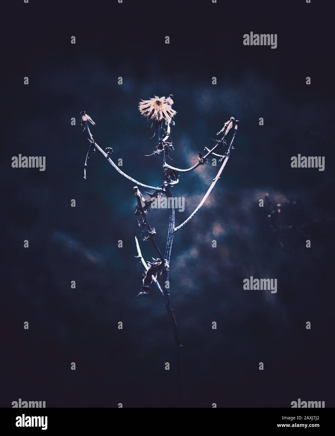 Sad mourning funeral card hi-res stock photography and images - Alamy