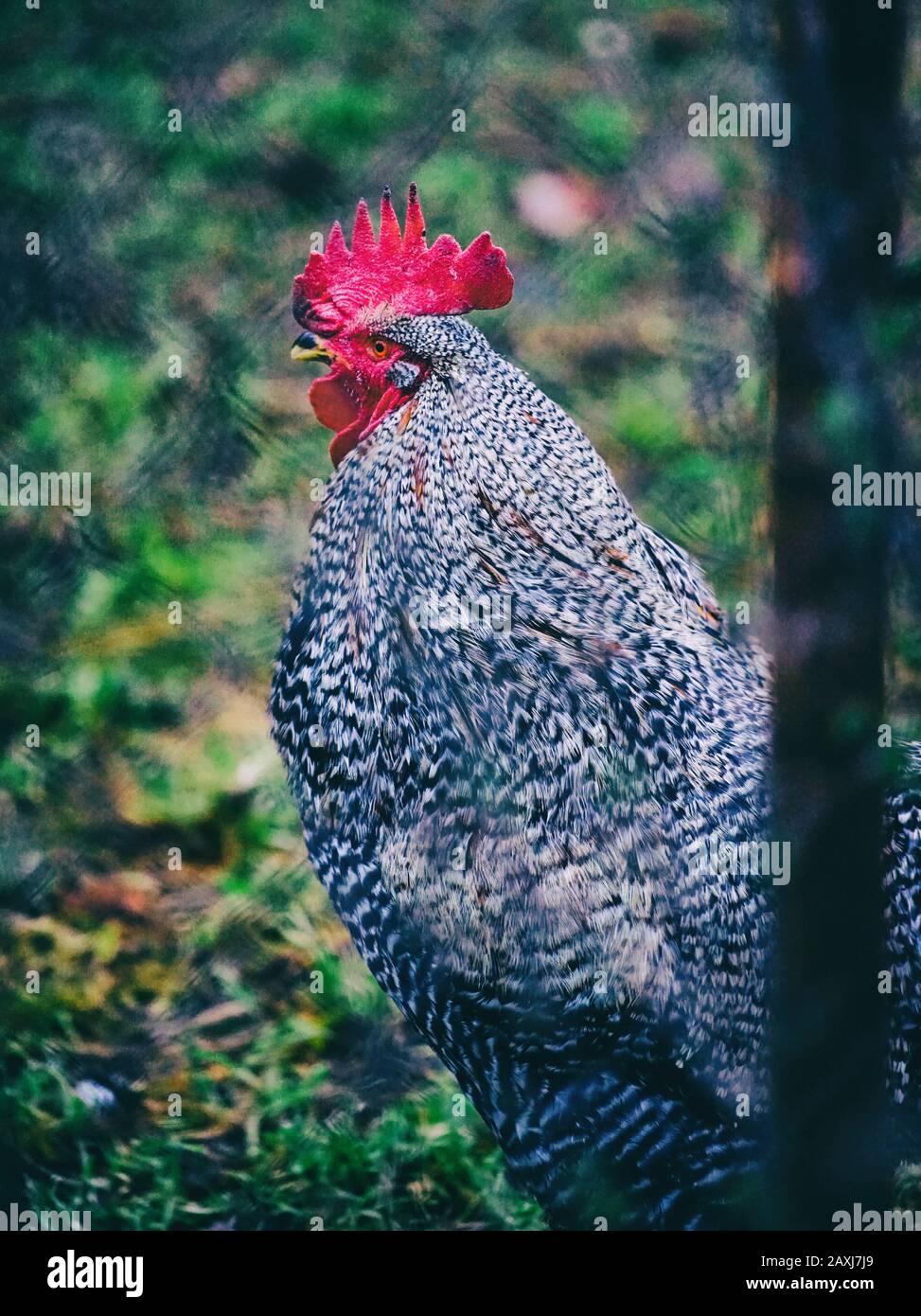 Old German Sperber rooster race behind a fence Stock Photo - Alamy