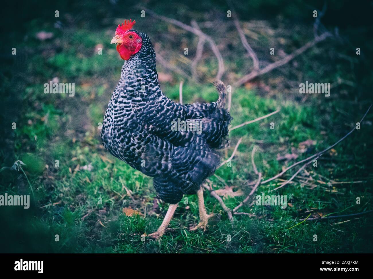 Old German Sperber rooster race Stock Photo - Alamy