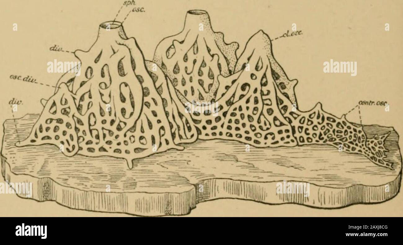 The porifera and coelentera . Yonng specimen of CluthriiM lUii^alum, O ...