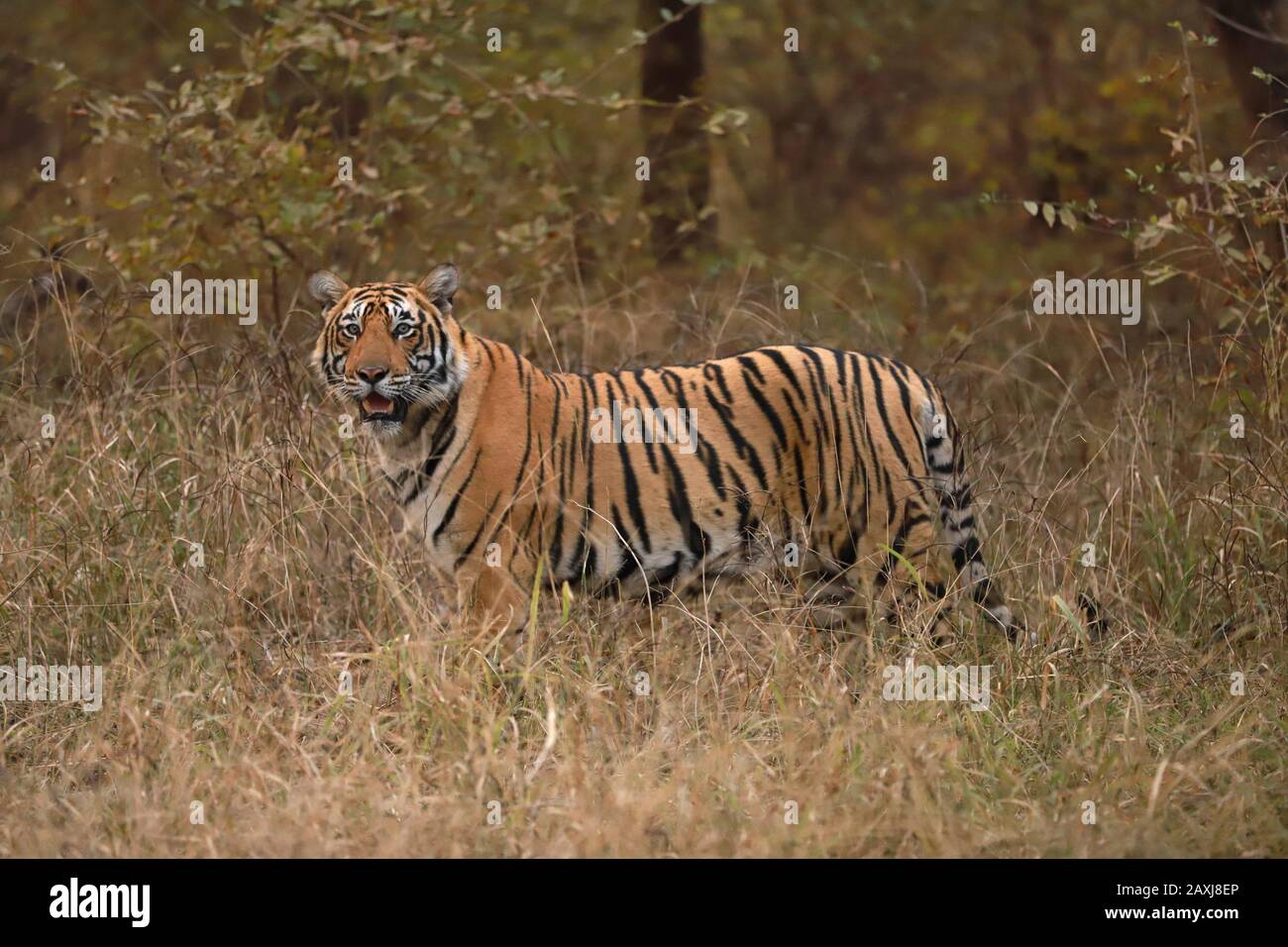 Male tiger, Panthera tigris, India Stock Photo - Alamy