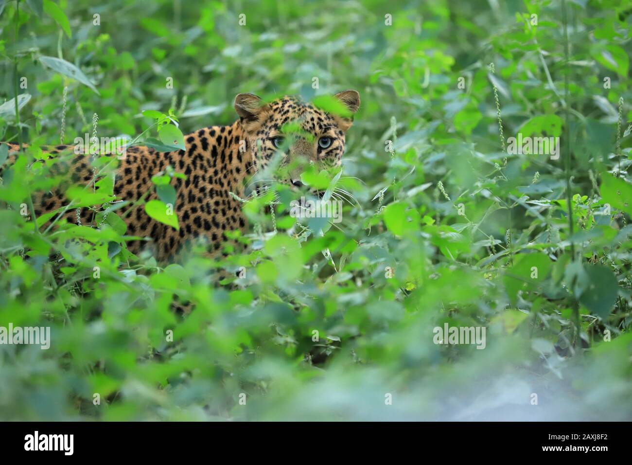 Leopard, Panthera pardus peering from green foliage, India Stock Photo ...