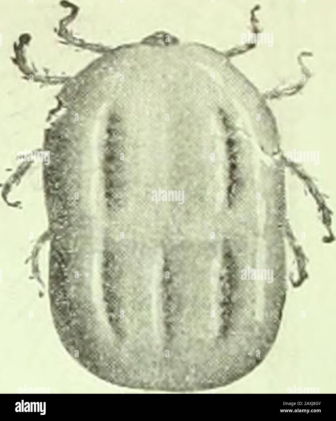 Picking ticks hi-res stock photography and images - Alamy