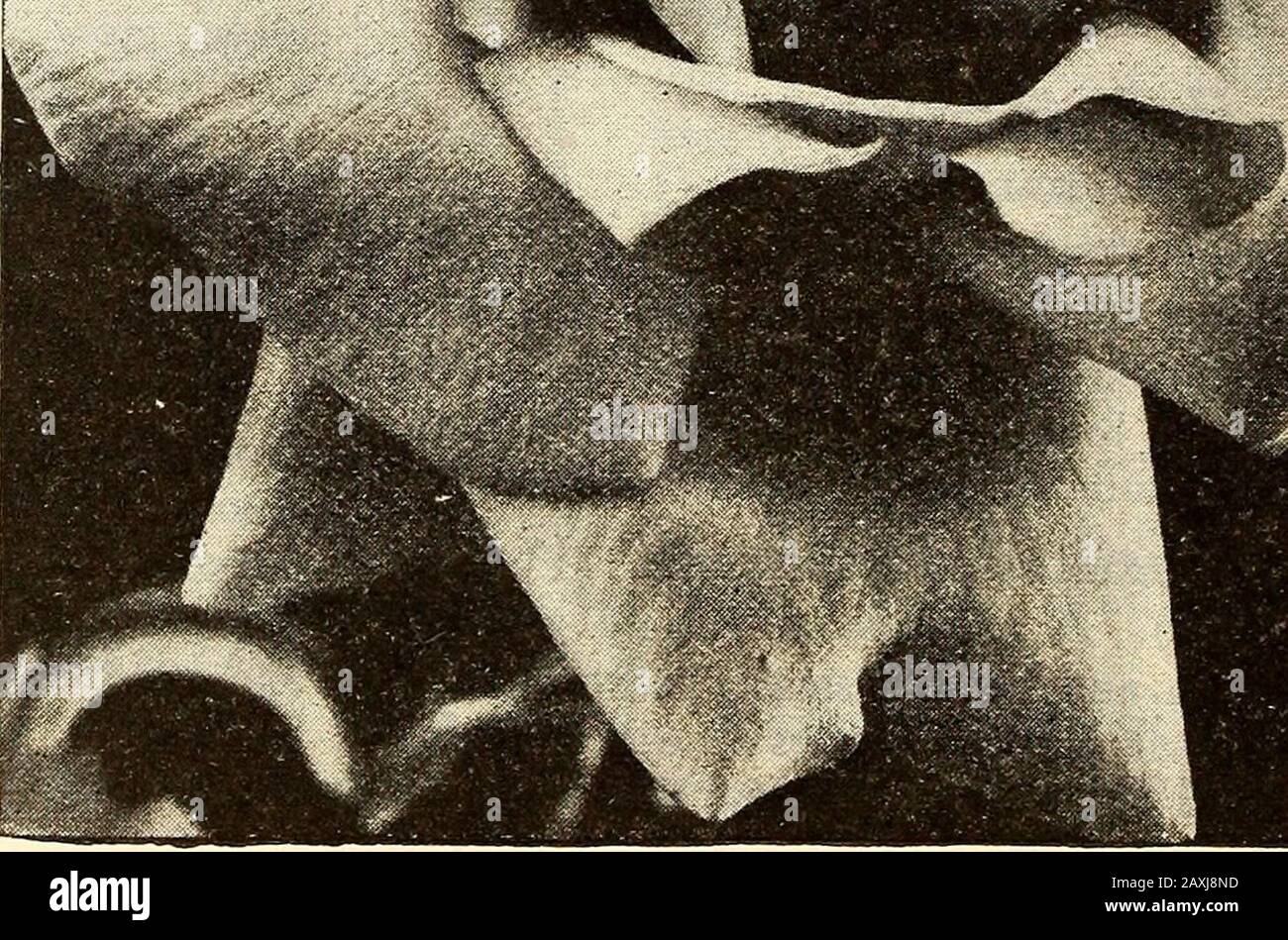 Rose 'george dickson' hi-res stock photography and images - Alamy