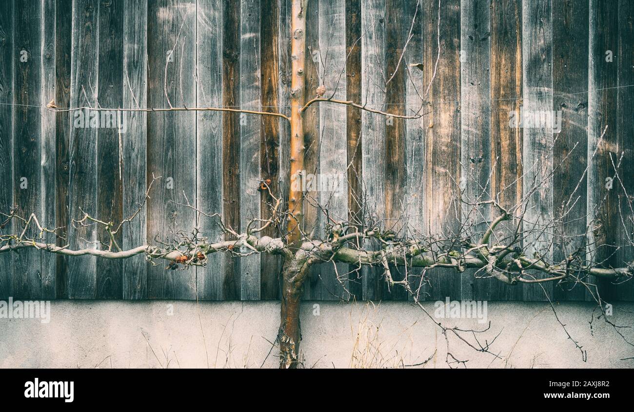 Abstract growing tree in front of a stone wall Stock Photo - Alamy