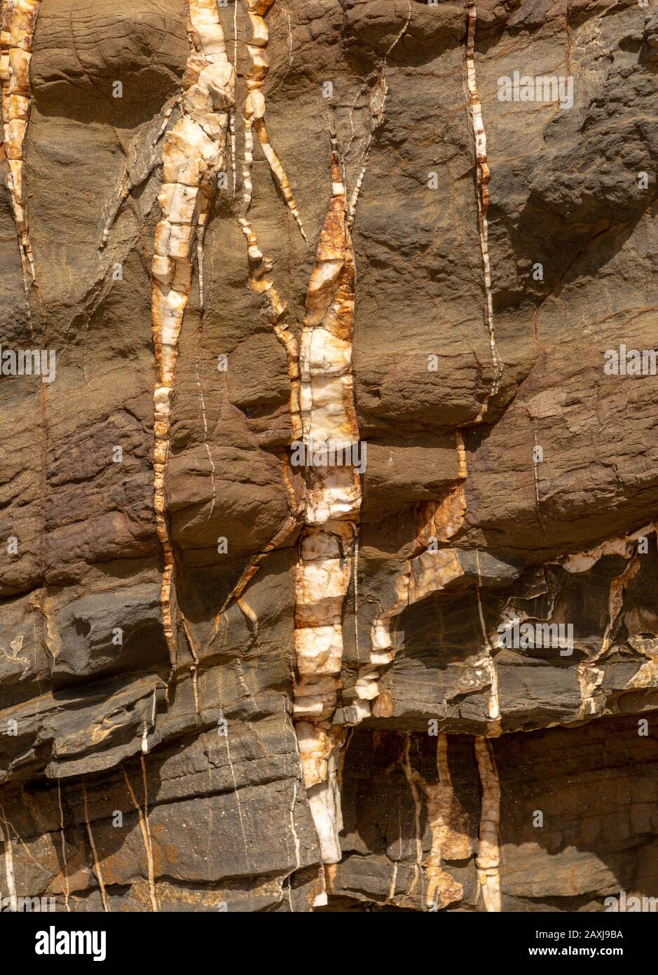 White veins quartzite dykes crossing layers of metamorphosed ...