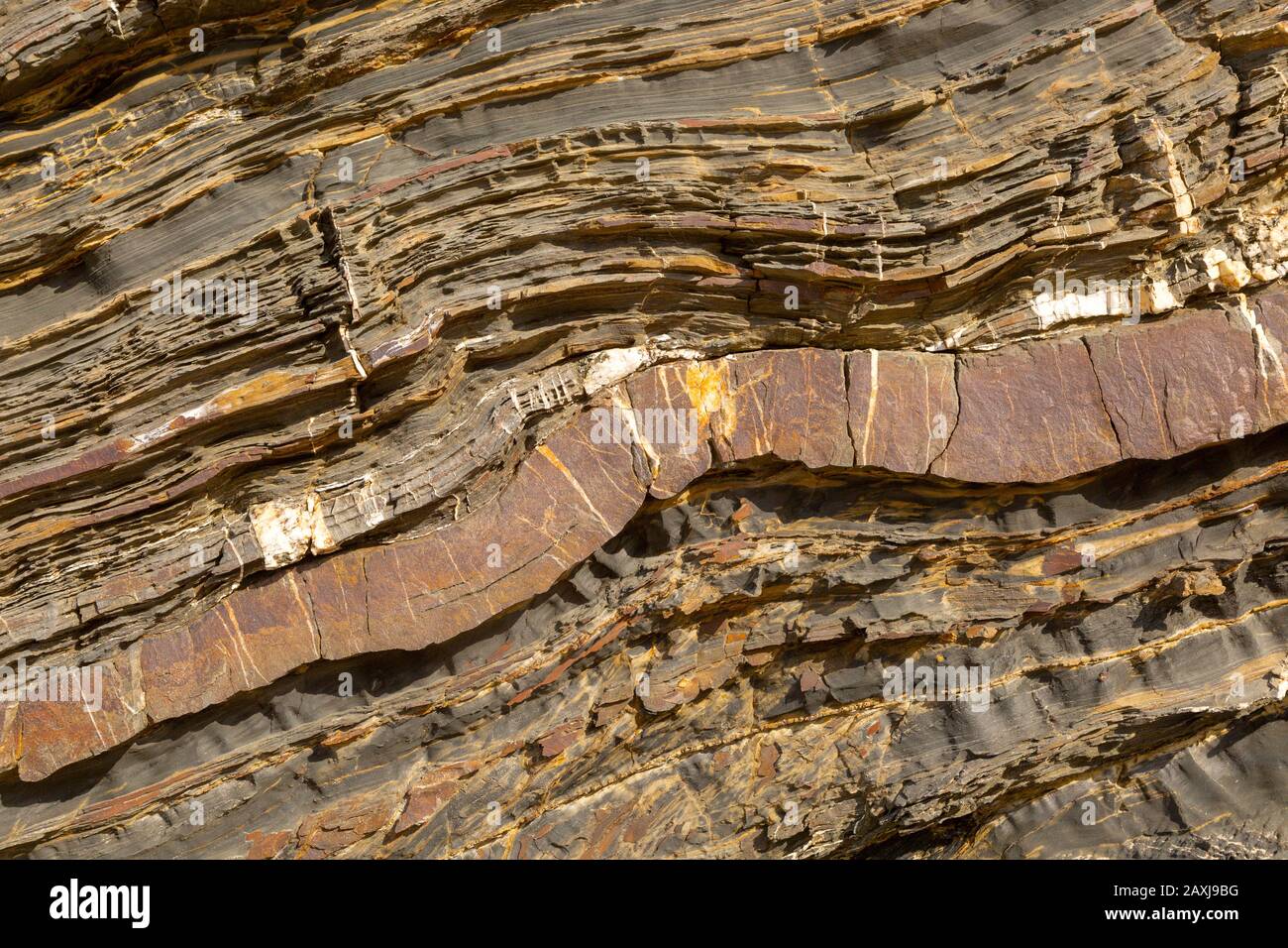 White veins quartzite dykes crossing layers of metamorphosed ...