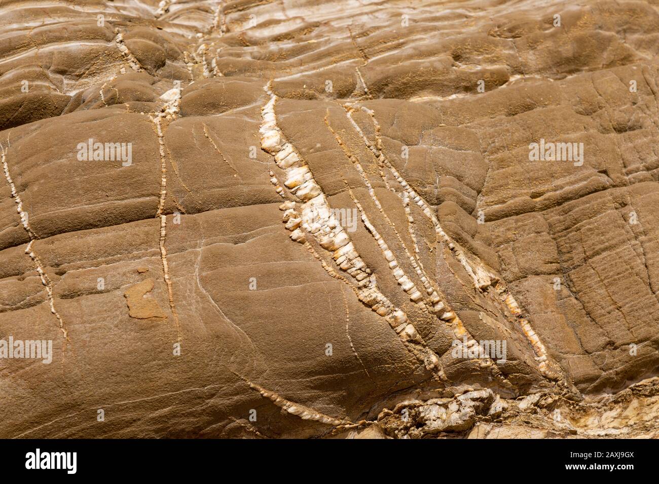 White vein quartzite dyke crossing layers of metamorphosed sedimentary ...