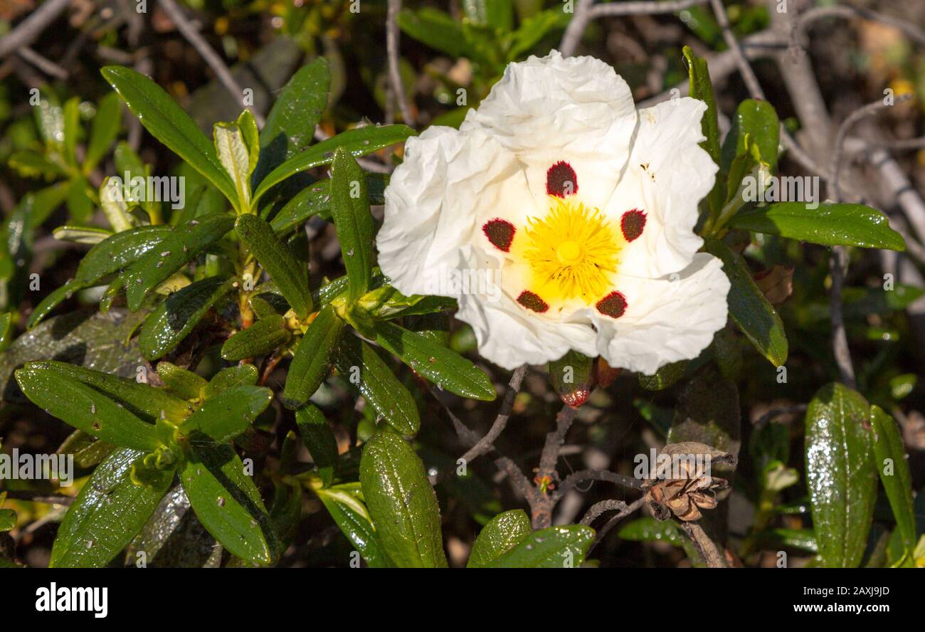 Gum cystic plant in flower, Cistus ladanifer sulcatus, growing on ...