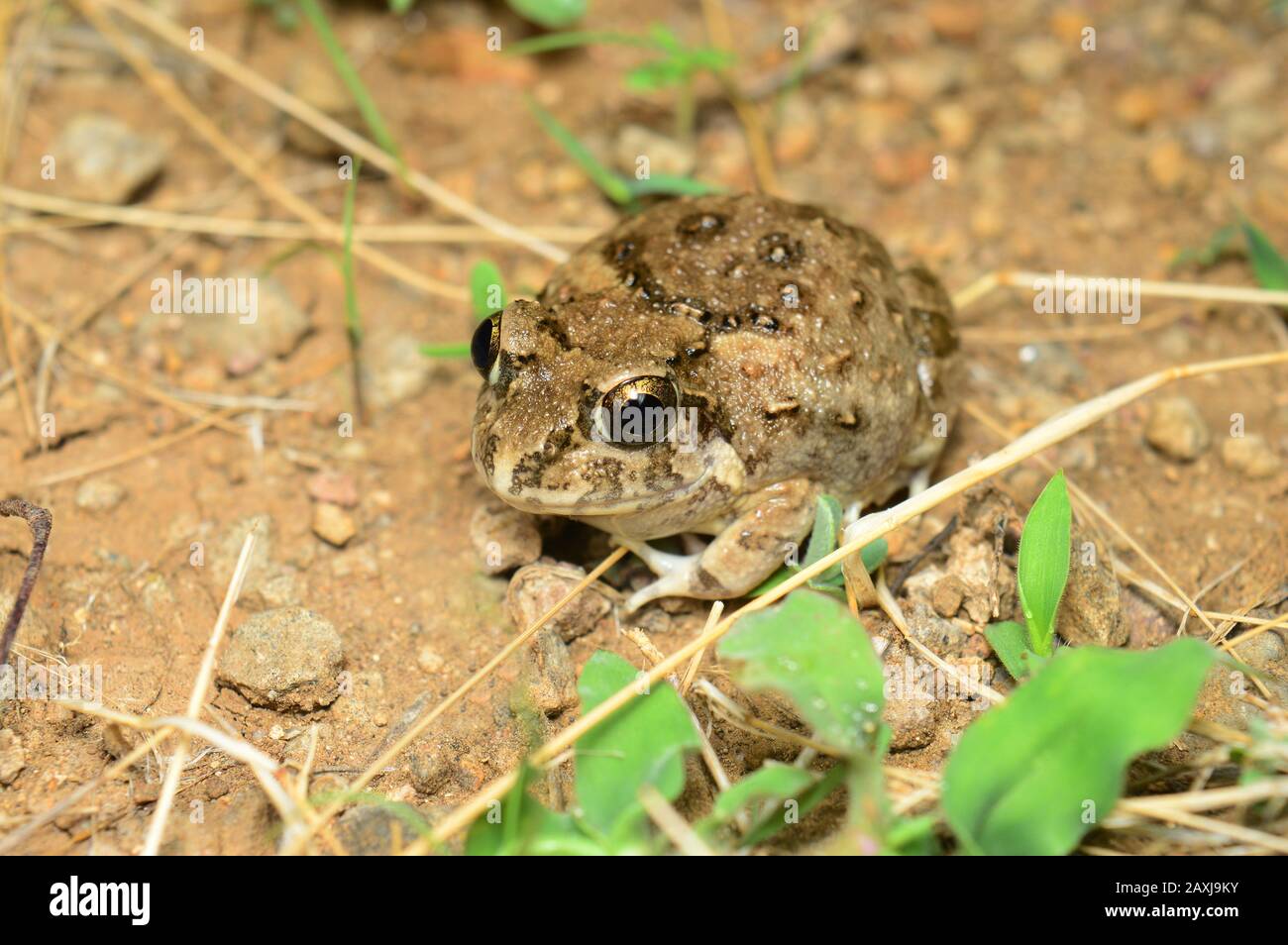 Frog - Sphaerotheca sp, Satara district , Maharashtra , India Stock ...