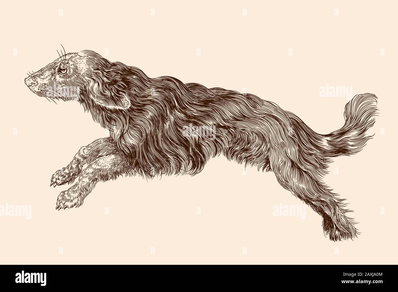 Shaggy dog in a jump Stock Vector Image & Art - Alamy