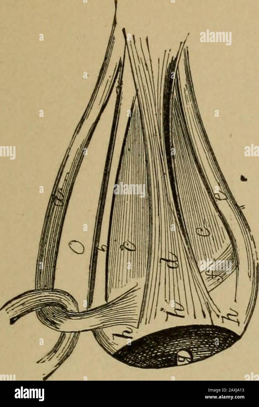 Swollen seed hi-res stock photography and images - Alamy