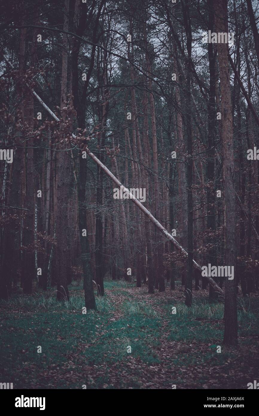 Slim tree trunk hi-res stock photography and images - Alamy