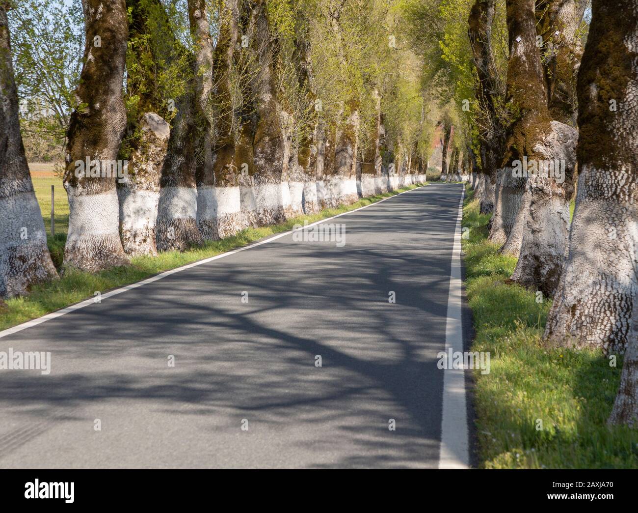 Iconic road through grove of ash trees with whitewashed bases of their ...