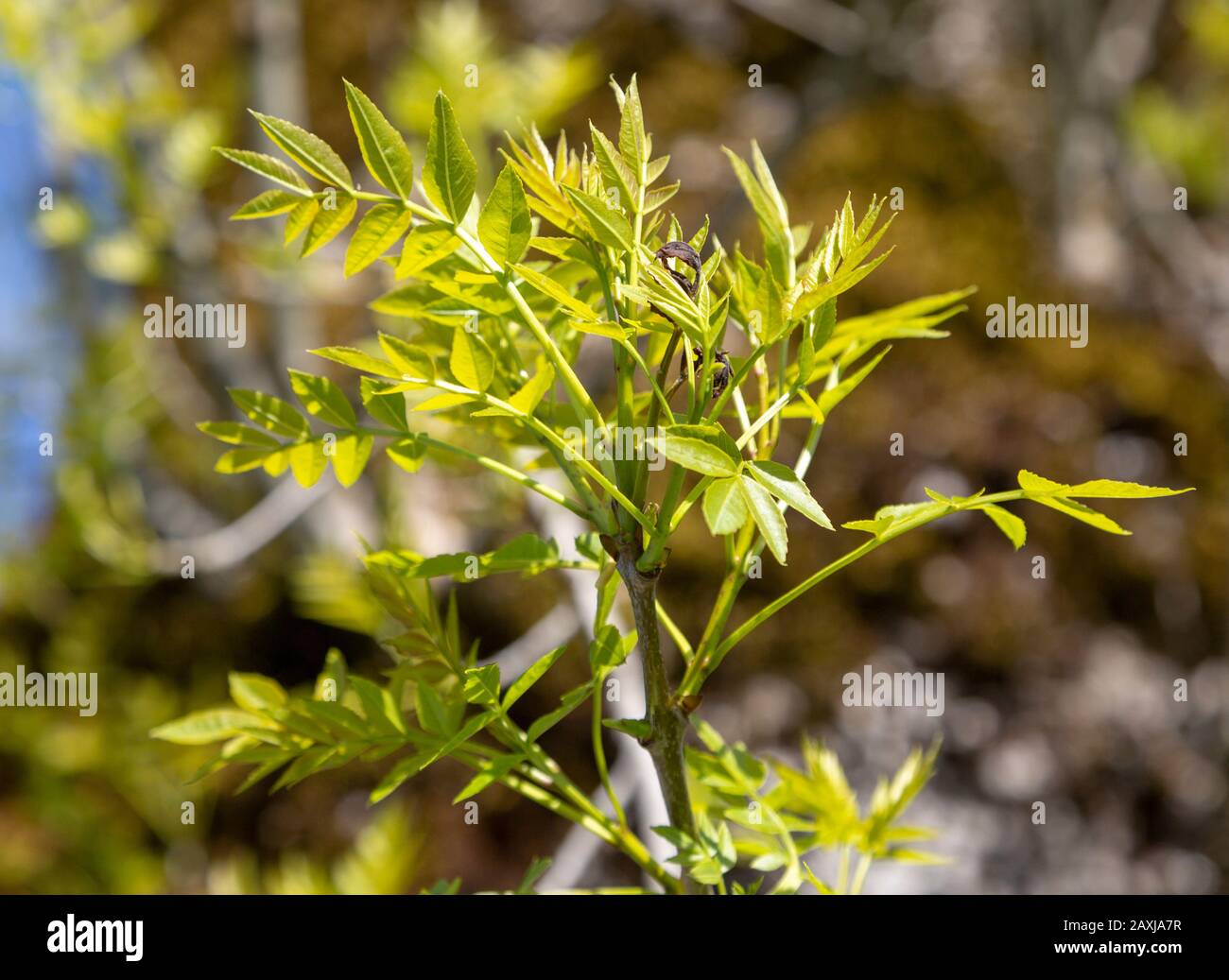 New growth of ash tree leaves, Fraxinus angustifolia, in close up ...