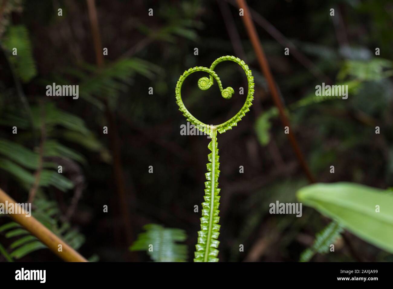Sign fern hi-res stock photography and images - Alamy