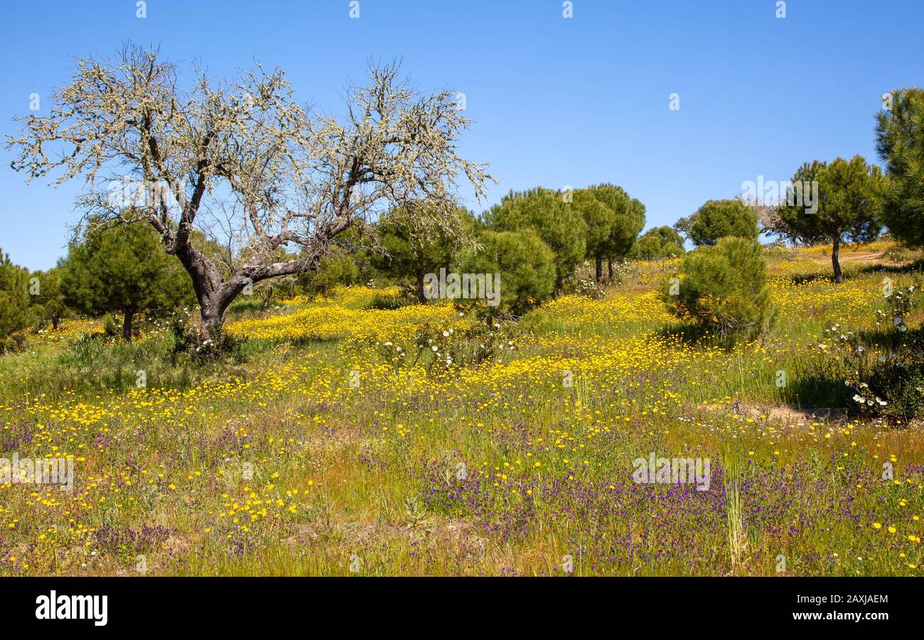 Countryside landscape of wildflower meadow and pine and oak trees in ...