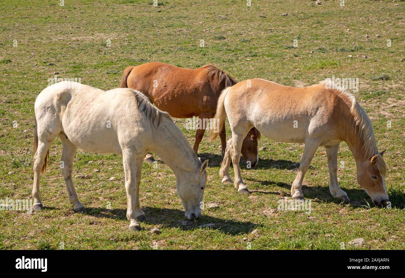 Three horses ponies grazing in a field in Portugal Stock Photo - Alamy