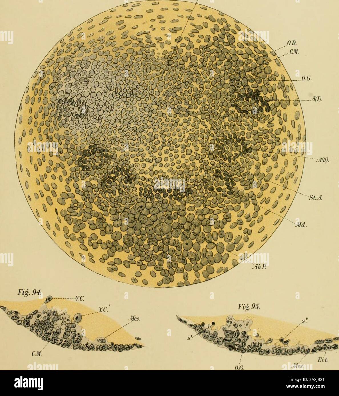 The embryology and metamorphosis of the Macroura . Fig. 93. red. -a ...
