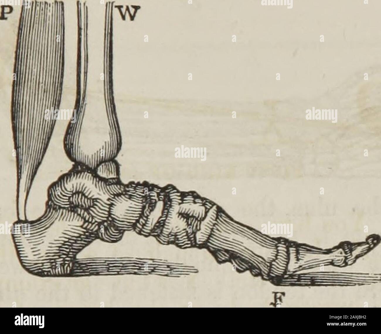 Human physiology : designed for colleges and the higher classes in ...