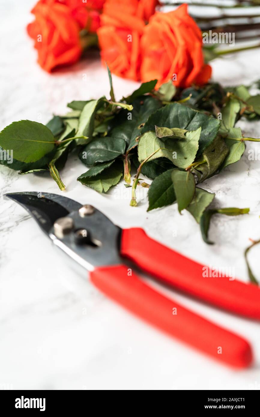 Pruning red roses with shears for a bouquet on a marble background ...