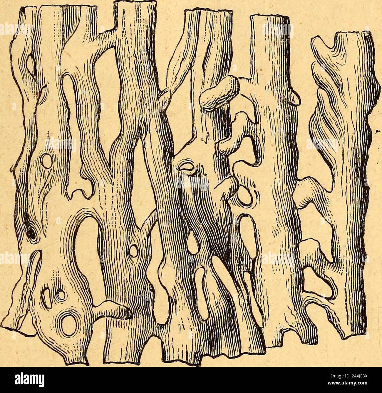 Raphides hi-res stock photography and images - Alamy