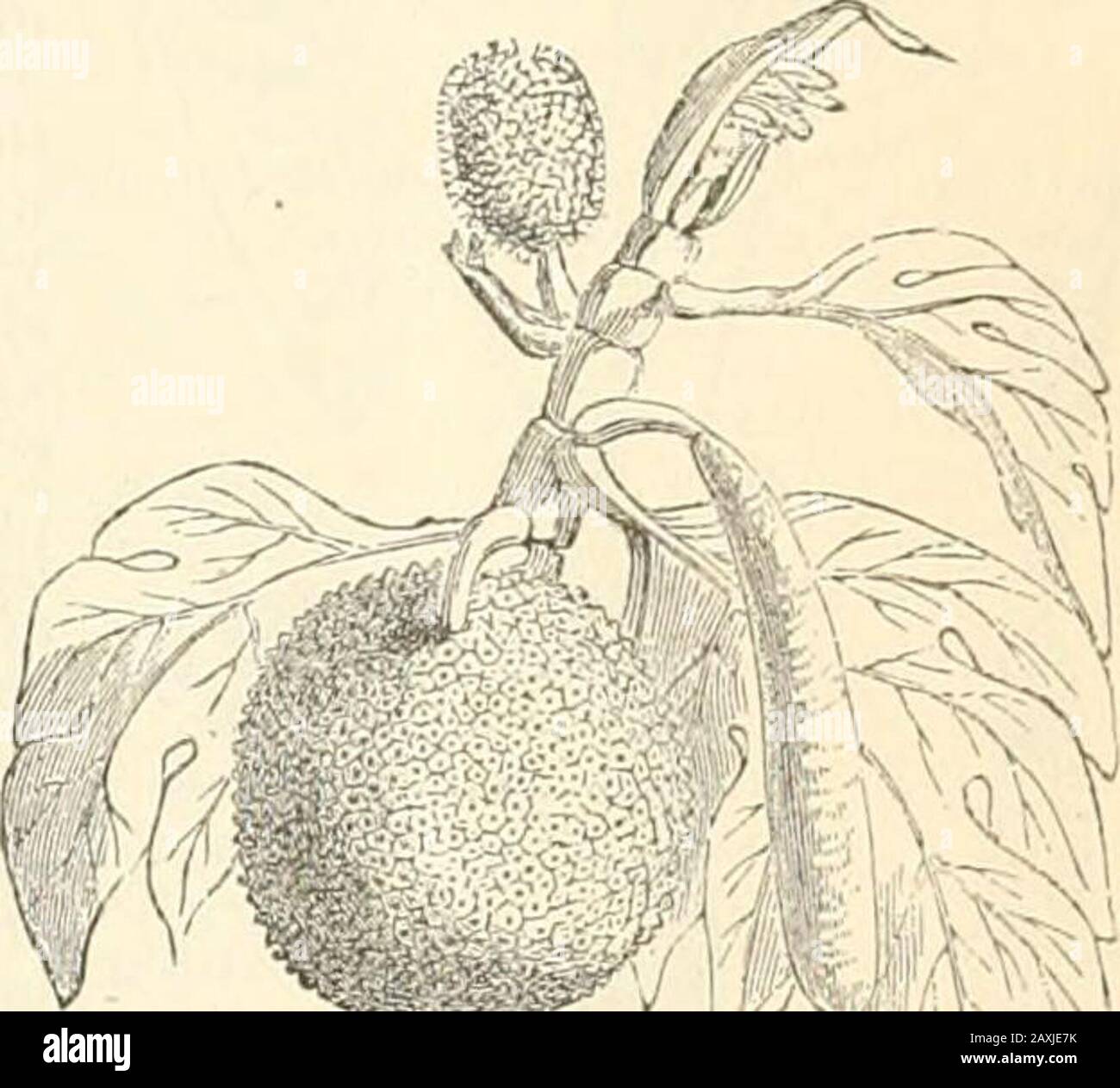 Abomasum hi-res stock photography and images - Alamy