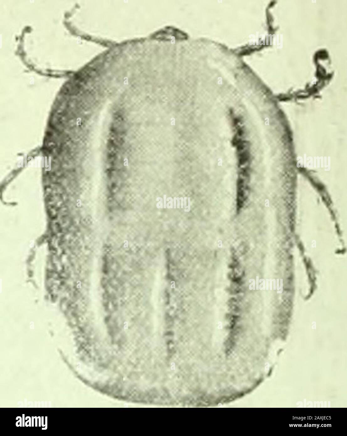 Agricultural news . THE AGRICULTURAL NEWS. Spraying Horses FOR Ticks ...