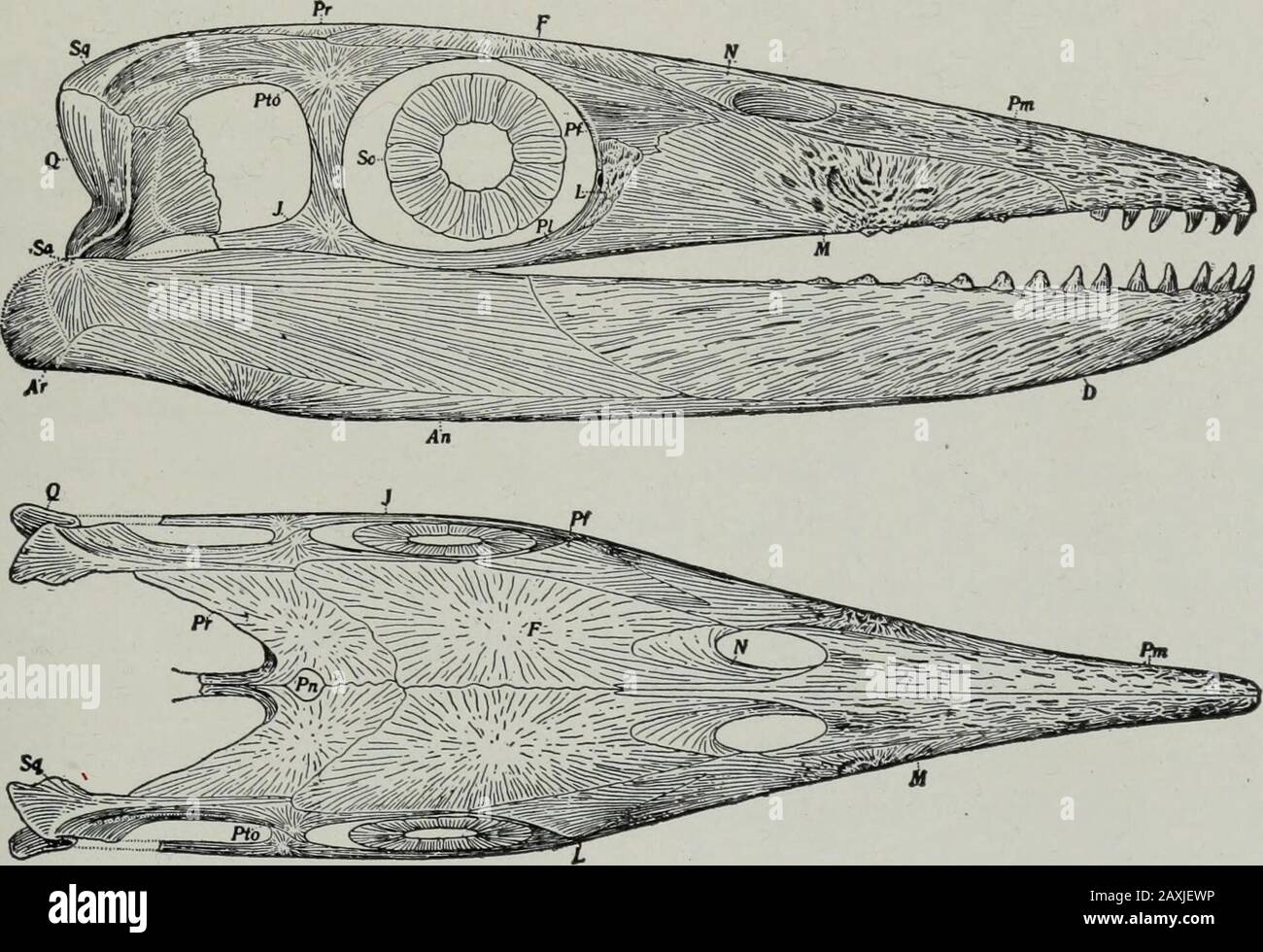 Middle triassic hi-res stock photography and images - Alamy