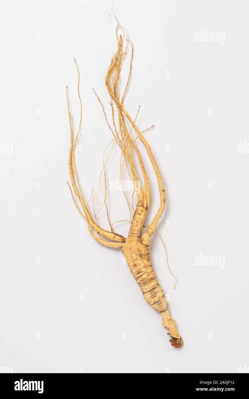 Natural Chinese Ginseng on white background Stock Photo - Alamy