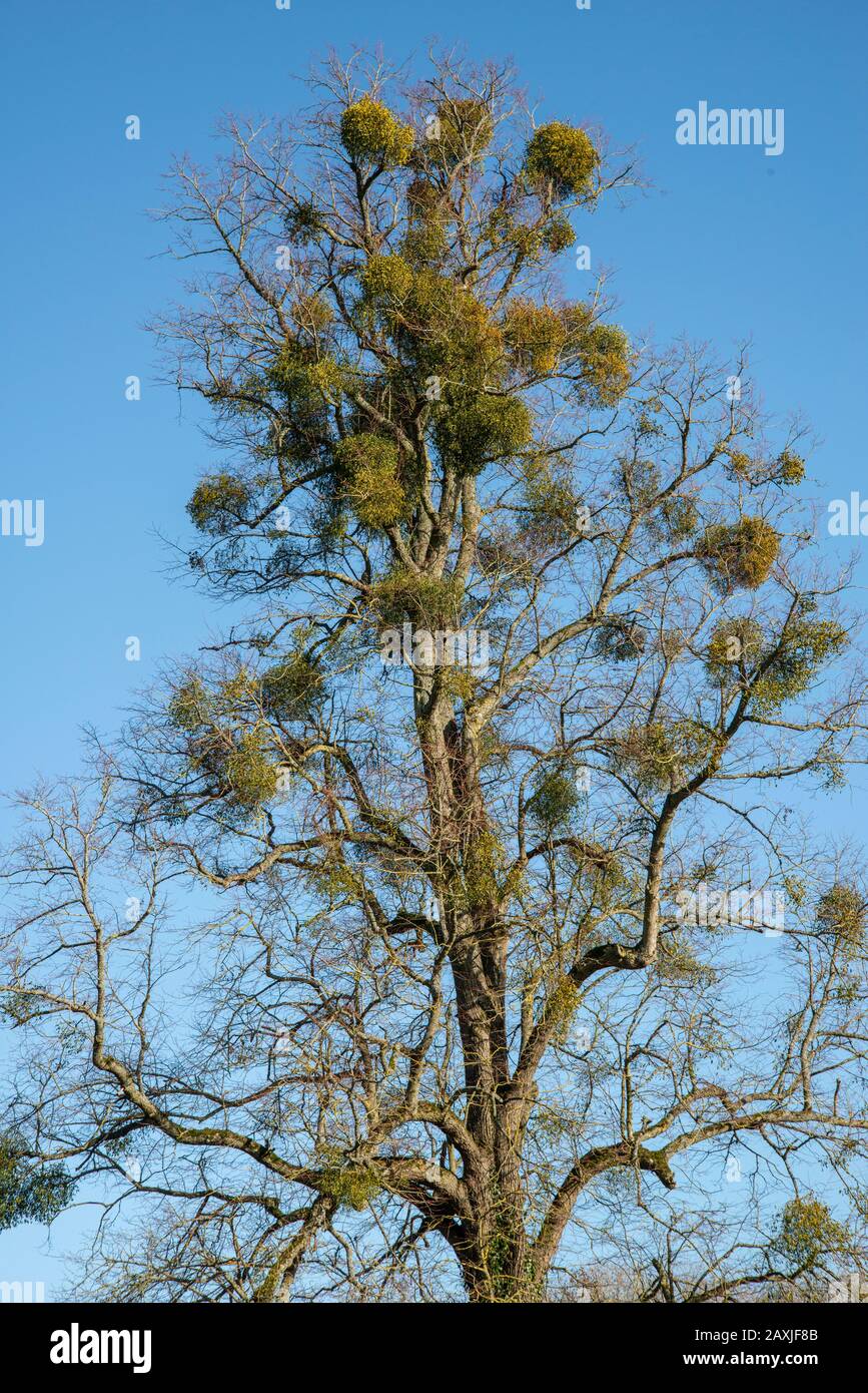 Parasite plant tree hi-res stock photography and images - Alamy