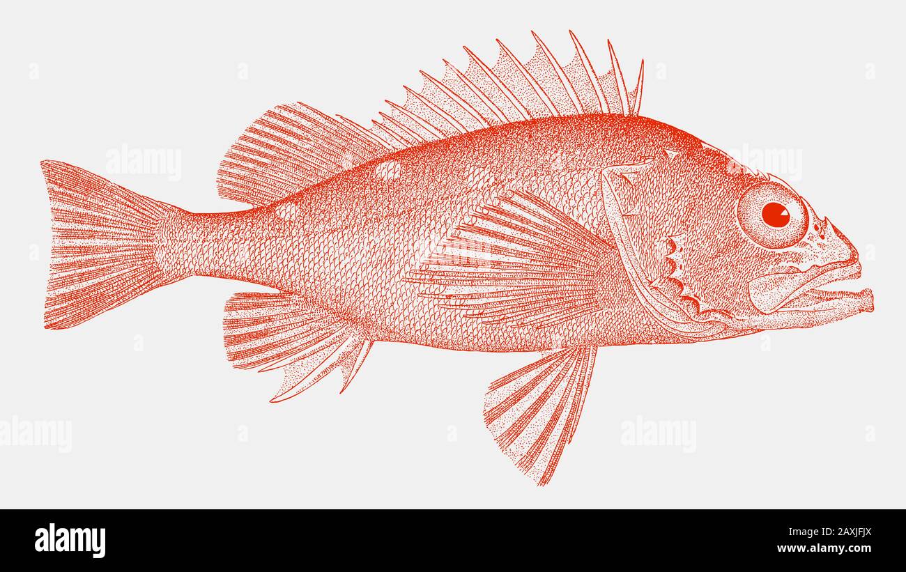 Rosy rockfish sebastes rosaceus in side view Stock Vector Image & Art ...