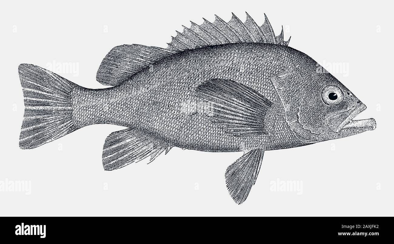 Black rockfish Stock Vector Images - Alamy