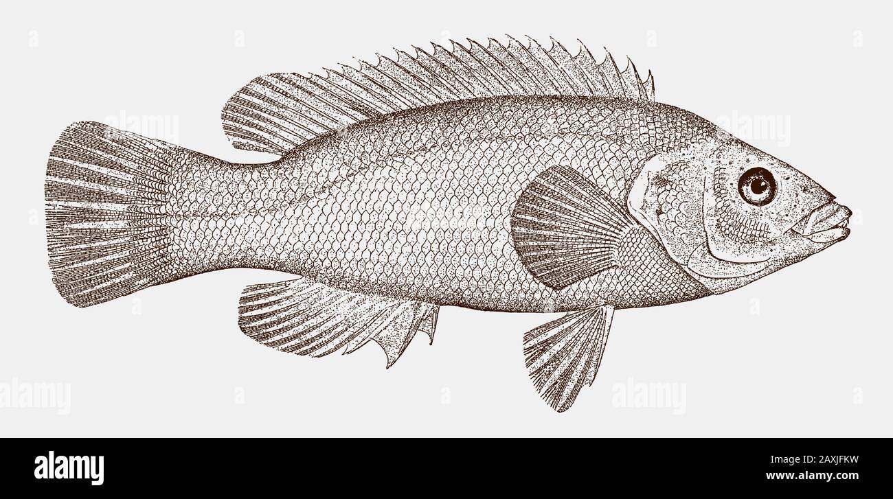 Blue side wrasse Stock Vector Images - Alamy