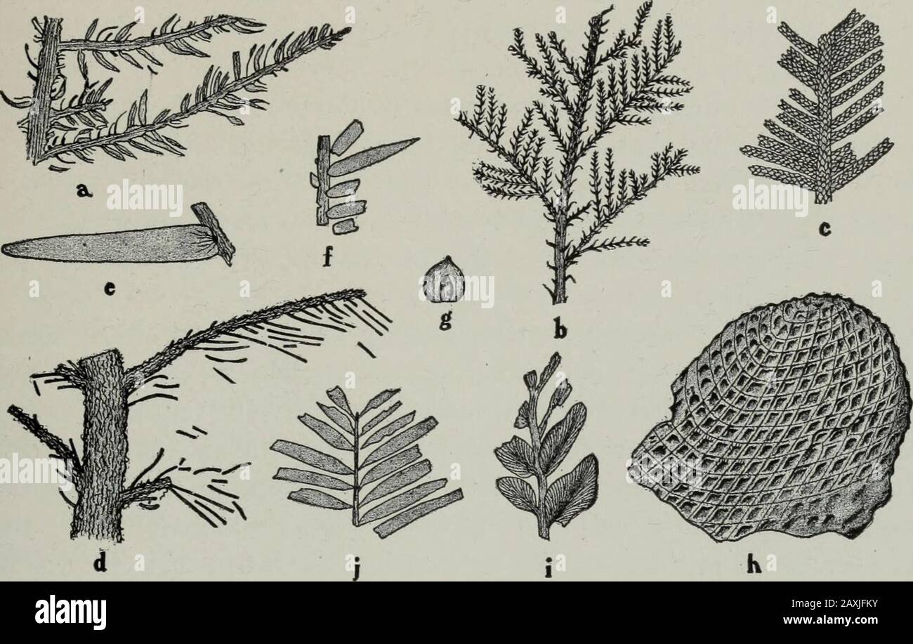 Triassic Conifers