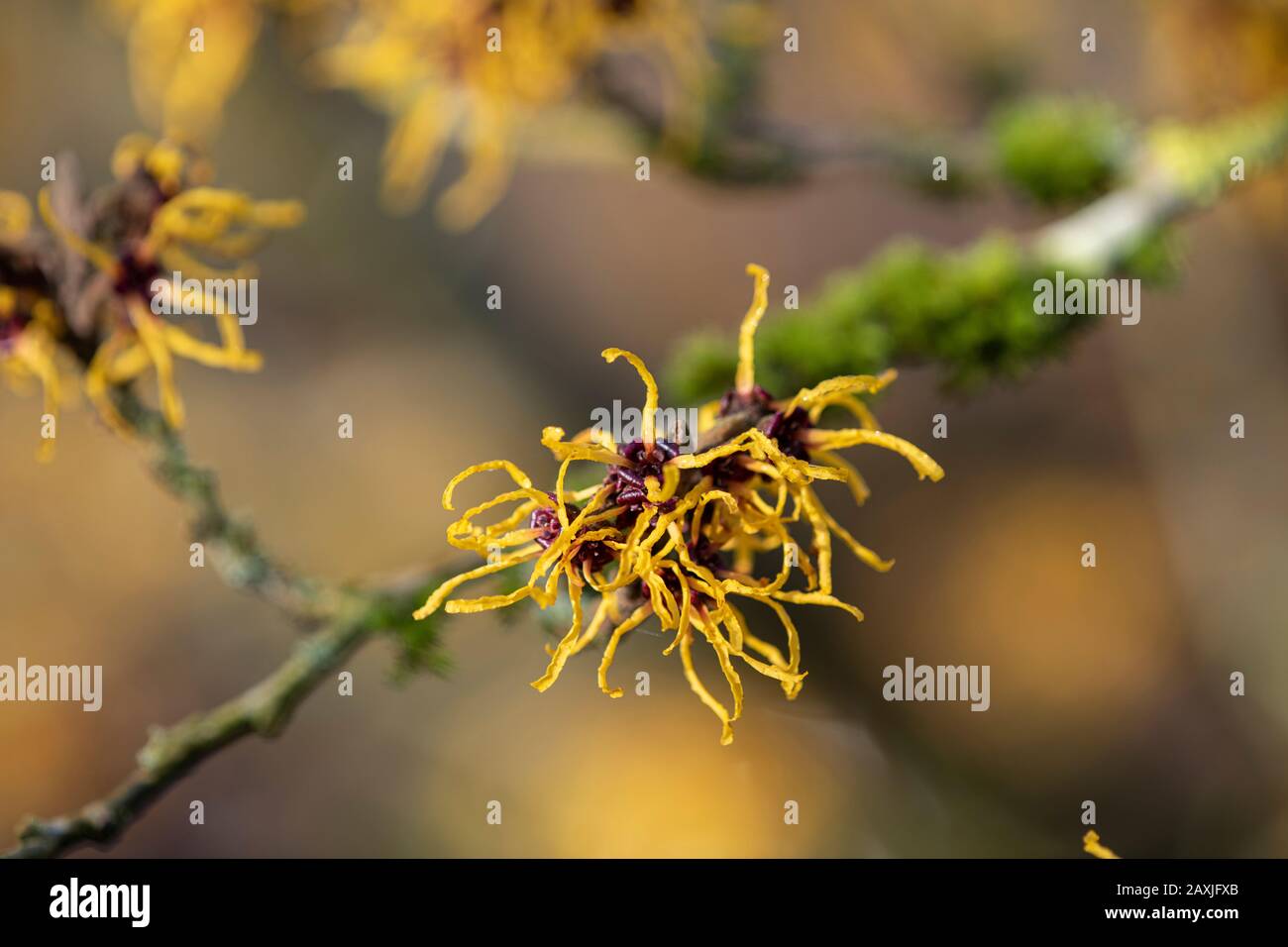 Witch Hazel: Hamamelis mollis “Nymans” Stock Photo - Alamy