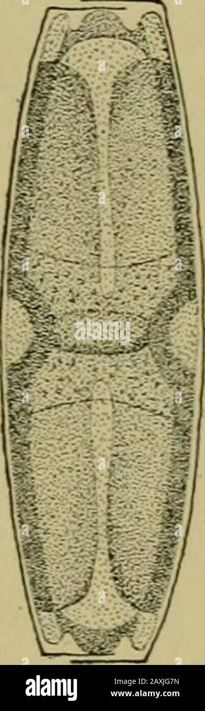 Diatom structure hi-res stock photography and images - Alamy