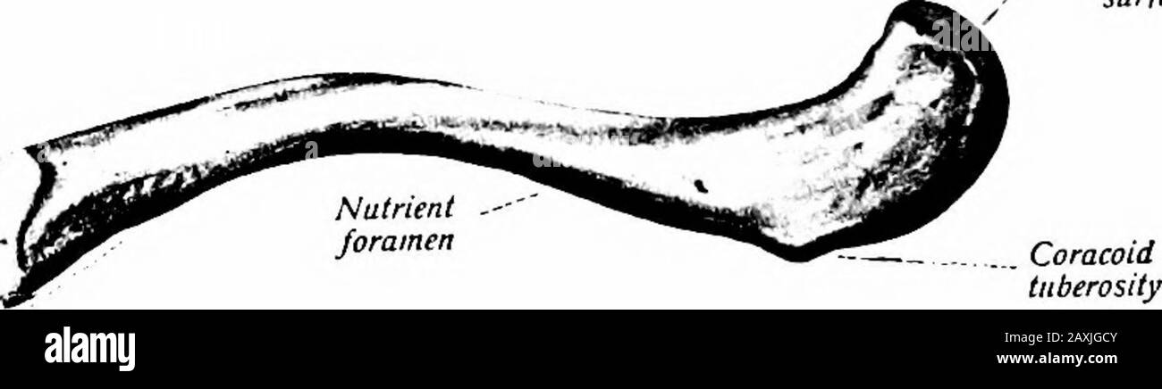 Sternal articular Black and White Stock Photos & Images - Alamy