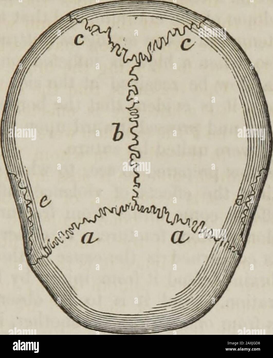 Human physiology : designed for colleges and the higher classes in ...