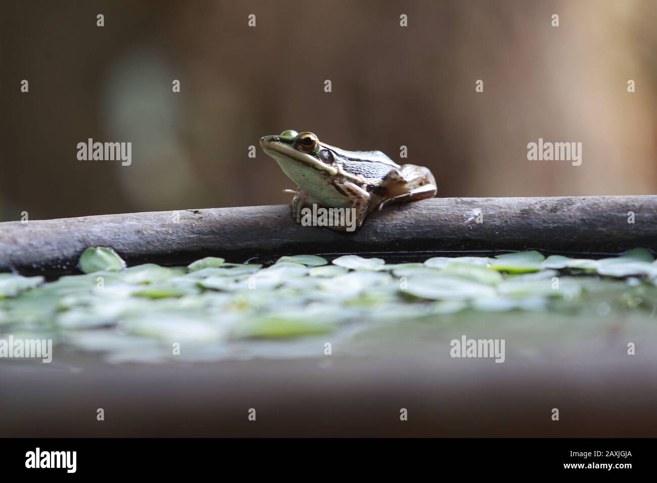 Frog jpg hi-res stock photography and images - Alamy