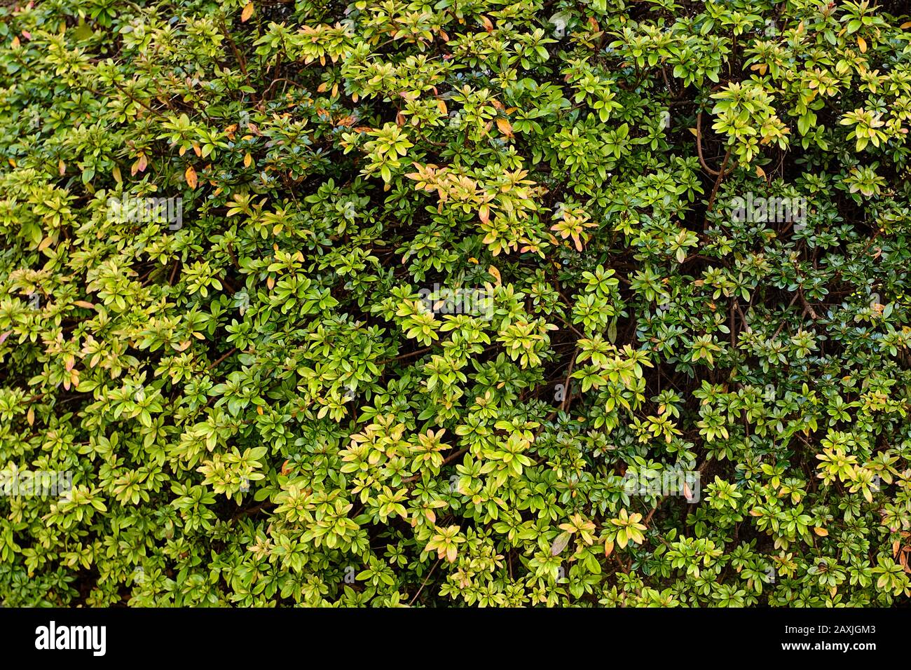 Closeup of Decorative Bush Plant Stock Photo - Alamy