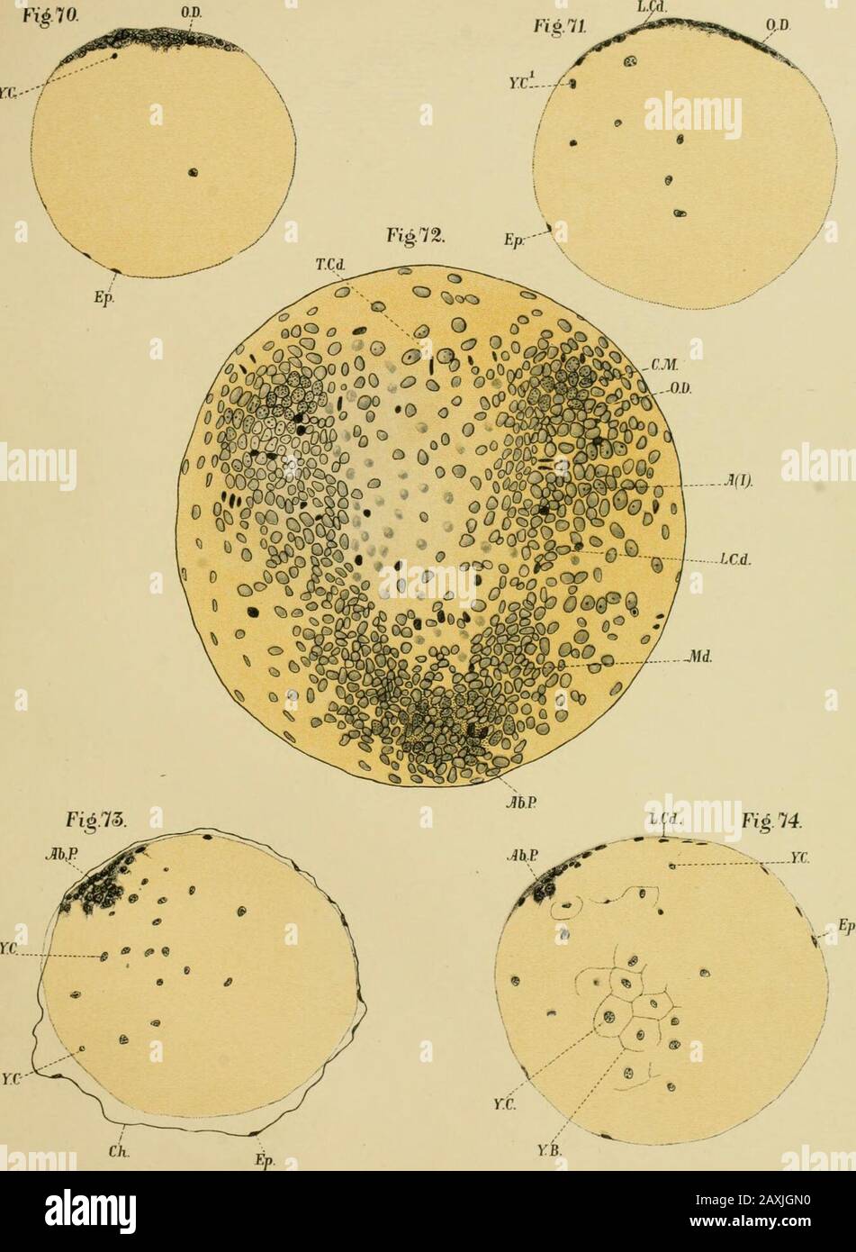 The embryology and metamorphosis of the Macroura . he entire embryo in ...