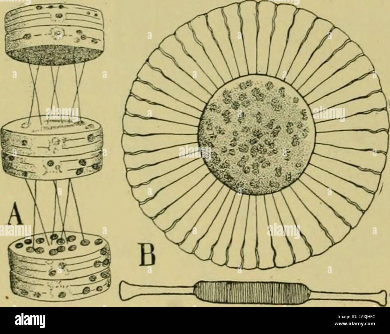Nature and development of plants . Fig. 94. Common forms of diatoms: A ...